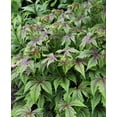 Red Umbrellas Meadowsweet Plant - 4 " Pot - Filipendula - SHADE ...