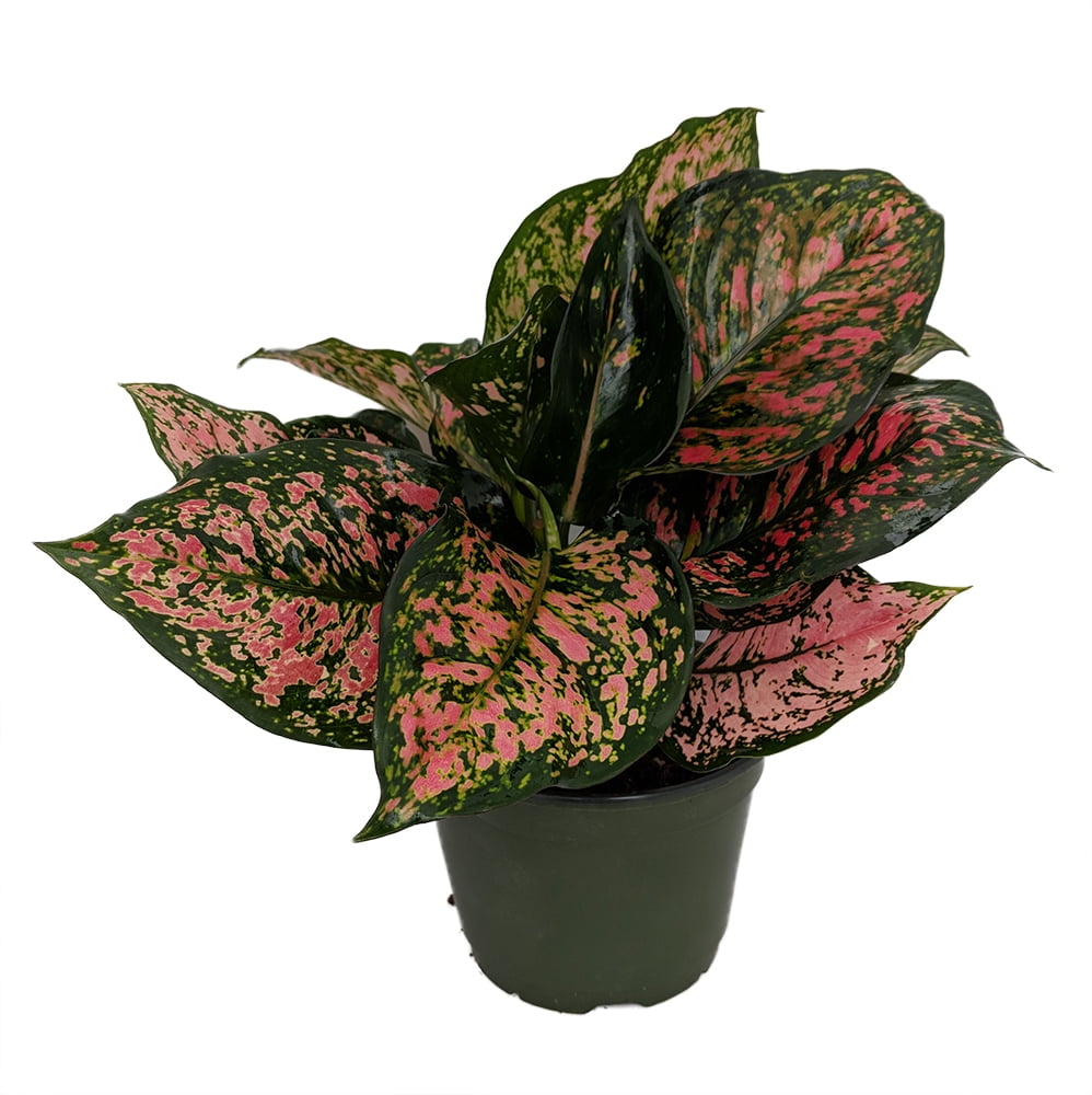 Red Valentine Chinese Evergreen Plant - Aglaonema - Grows in Dim Light ...