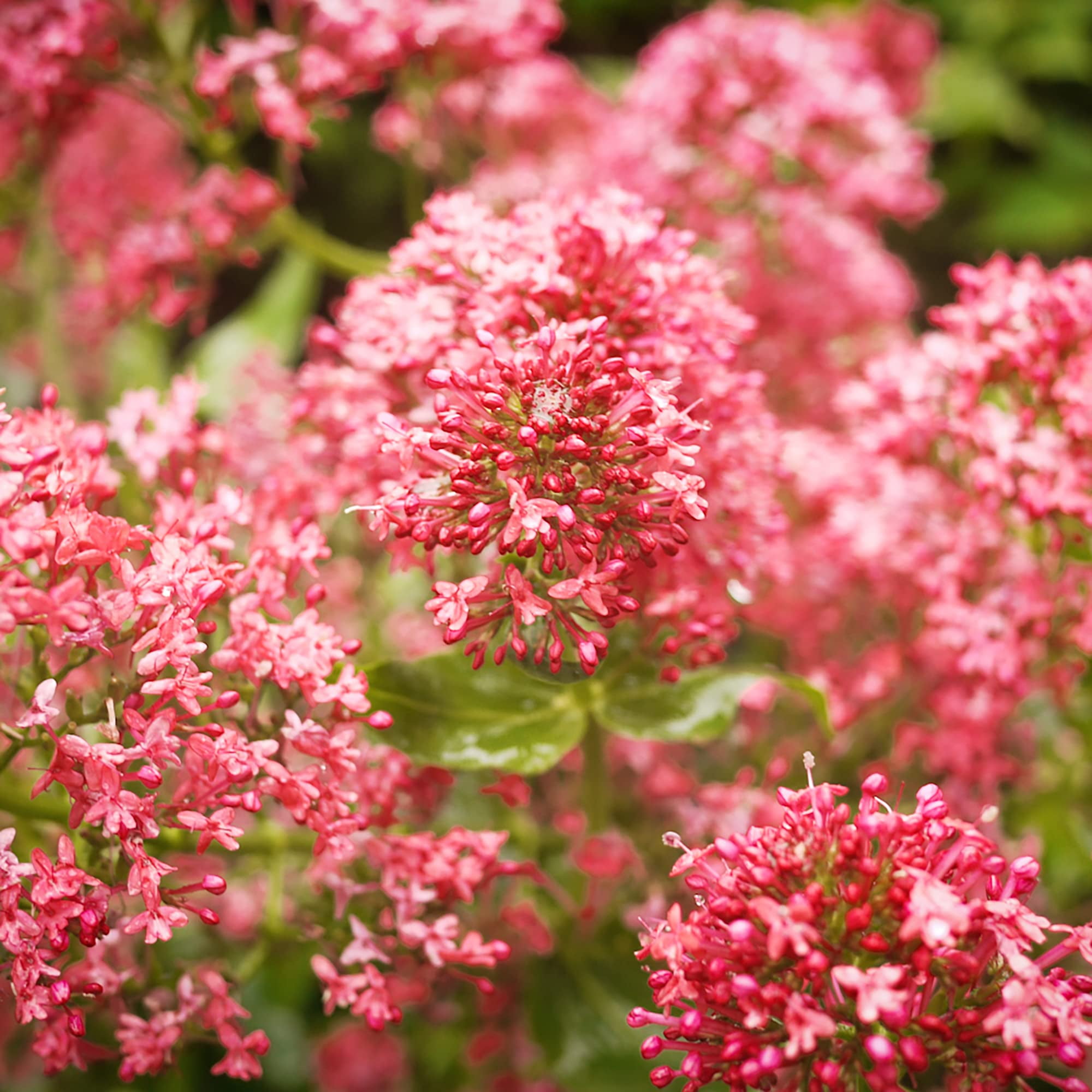 Red Valerian Seeds SCH4 Jupiter's Beard, Centranthus Ruber Perennial ...