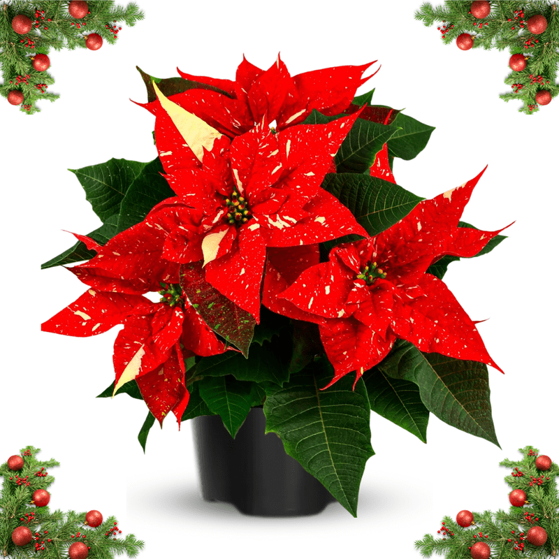 Red Variegated Poinsettia Plant Live, Red Poinsettia Flower from 4 Inch ...
