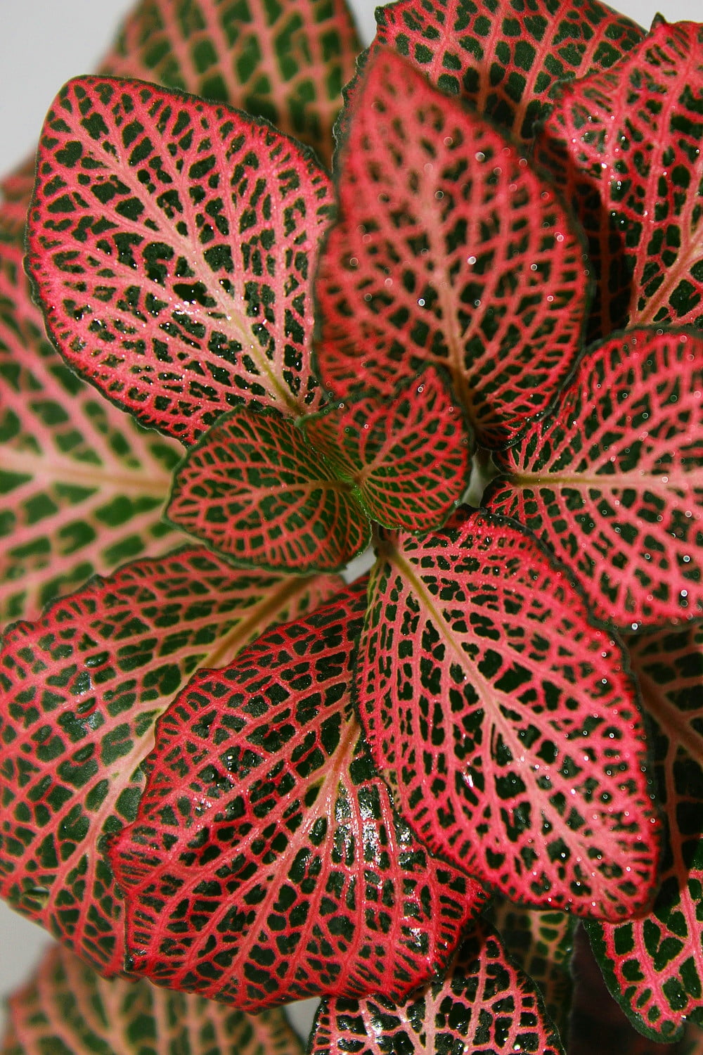 Red Veined Nerve Plant - Fittonia - Easy House Plant - 3" Pots / 2 Pack ...