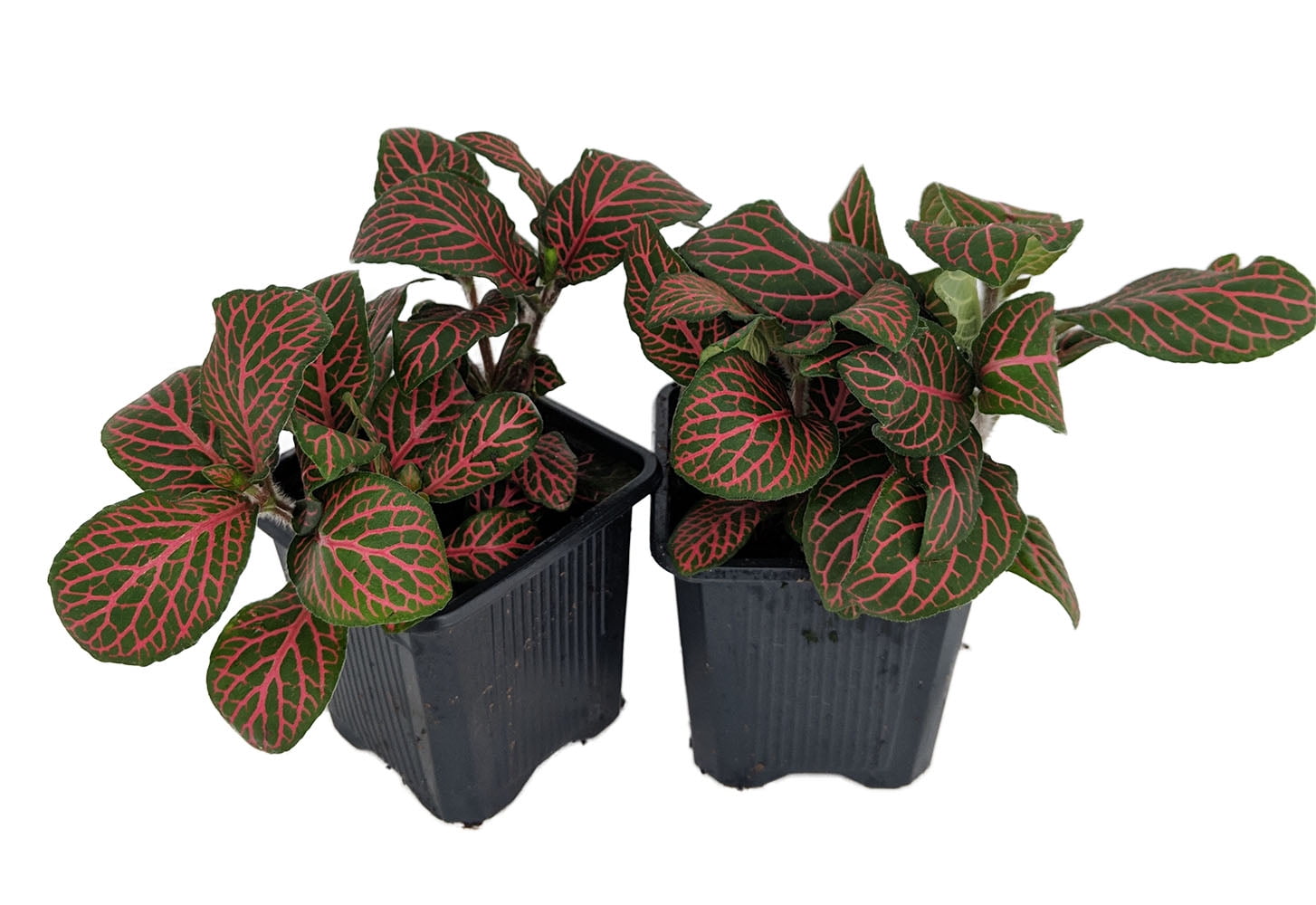 Red Veined Nerve Plant - Fittonia - Easy House Plant - 3" Pots / 2 Pack ...