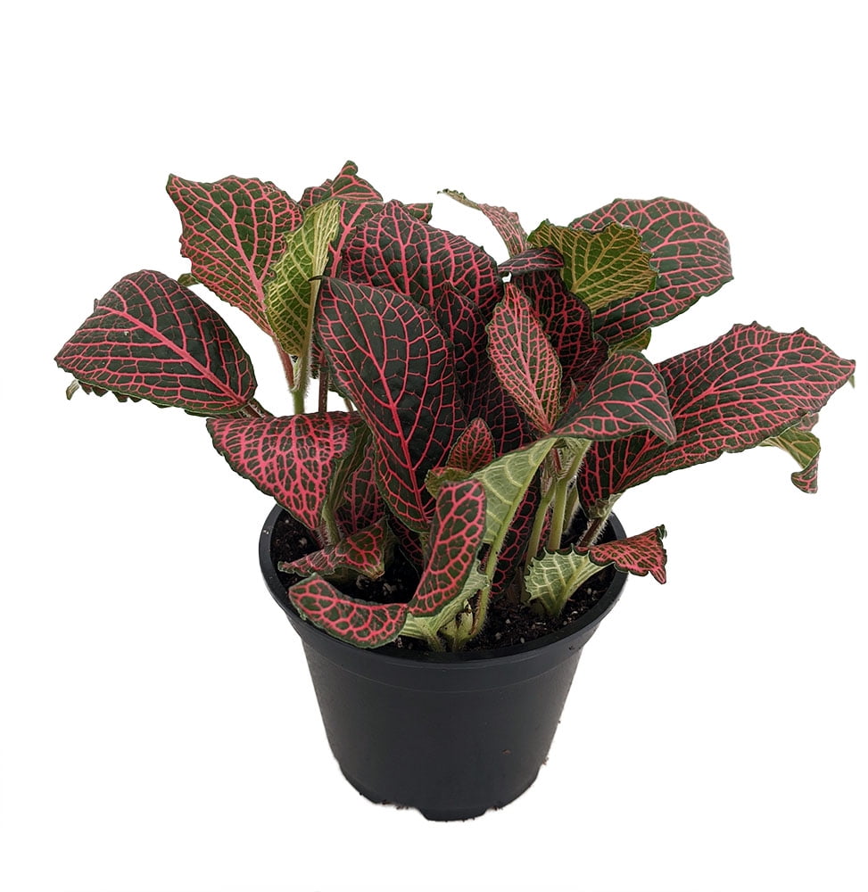 Red Veined Nerve Plant - Fittonia - Easy House Plant - 4" Pot - Walmart.com