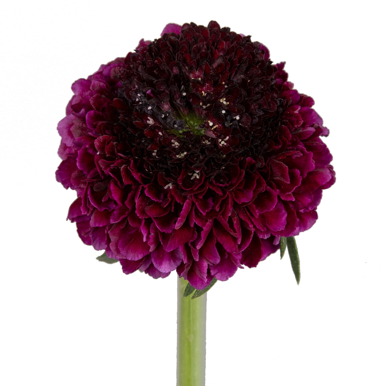 Red Velvet Scabiosa - Fresh Cut - 360 Stems - Walmart.com