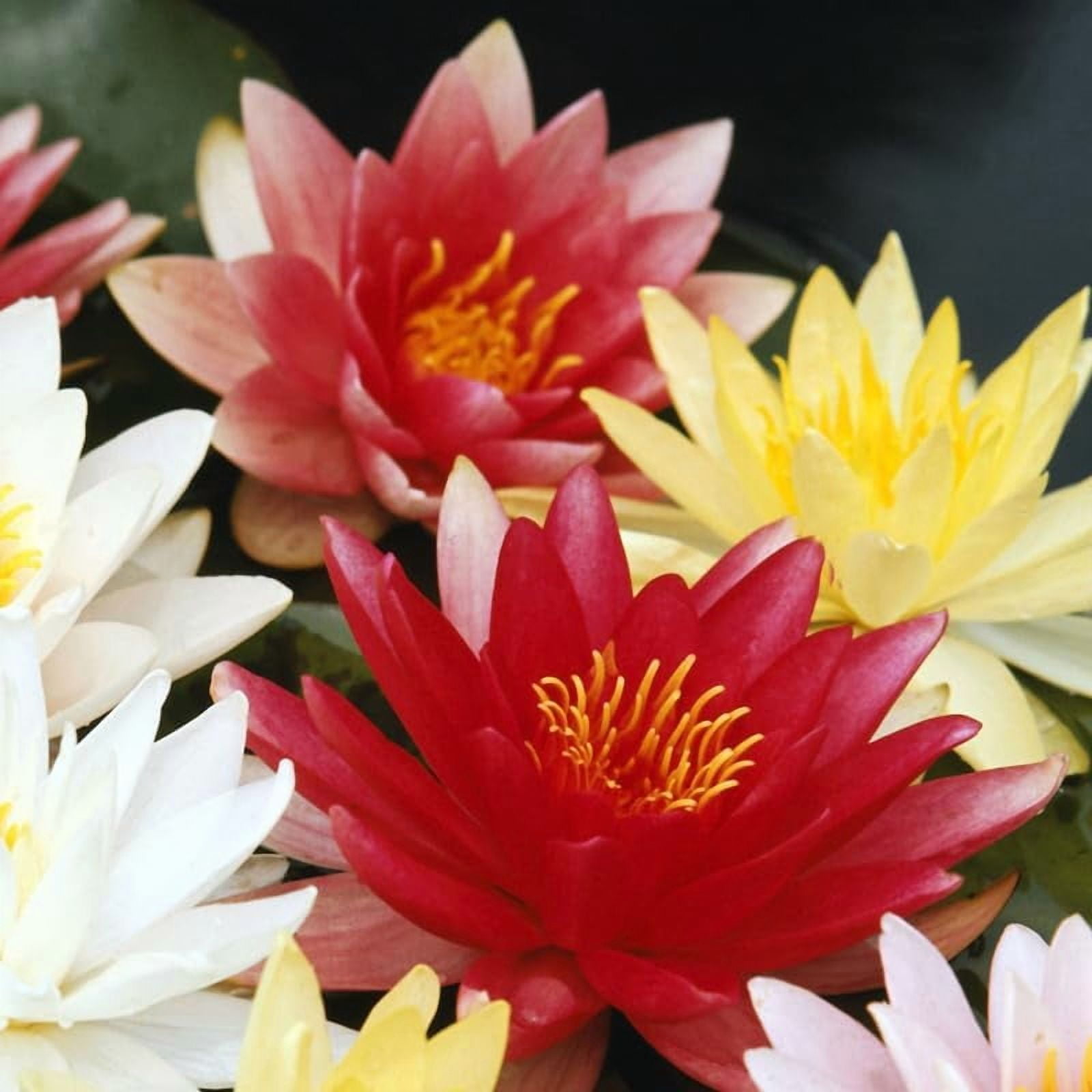 Red Water Lily - Growing Kit and Bulb - Perennial - Grows Well in ...