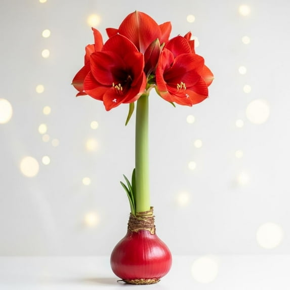 Red Waxed Amaryllis Bulb for Growing Indoors – No Watering or Soil ...