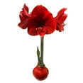 Red Waxed Red Lion Amaryllis Bulb Size 26/28 - Walmart.com