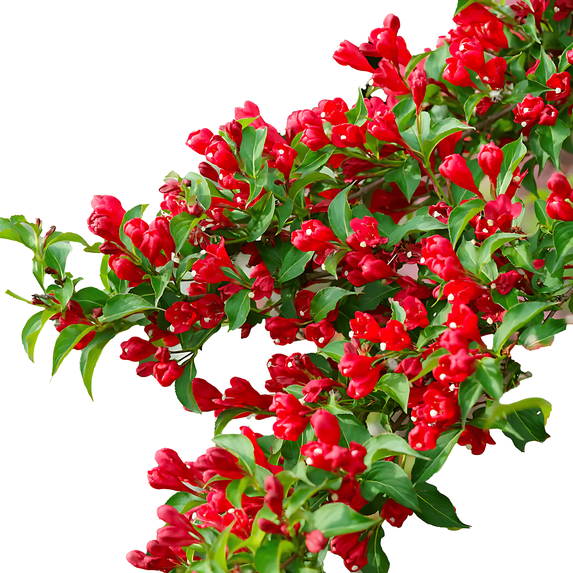 Red Weigela – Hardy Flowering Shrub with Bright Red Blooms for Garden ...