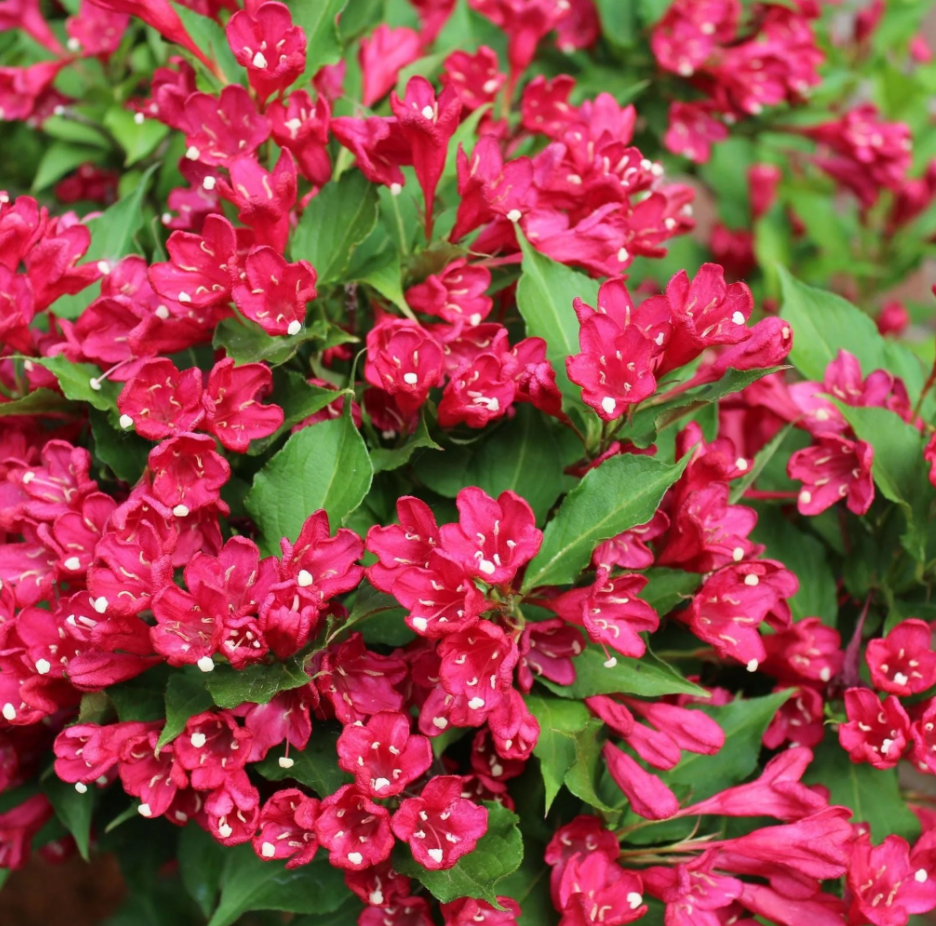 Red Weigelia Plant Live for Planting, Flowering Weigela Bush Seedling ...