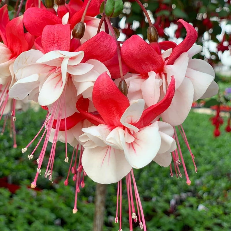 Red White Fuchsia Plant, 3 to 4 Inch Tall Fuchsia Plants Live, Hanging ...