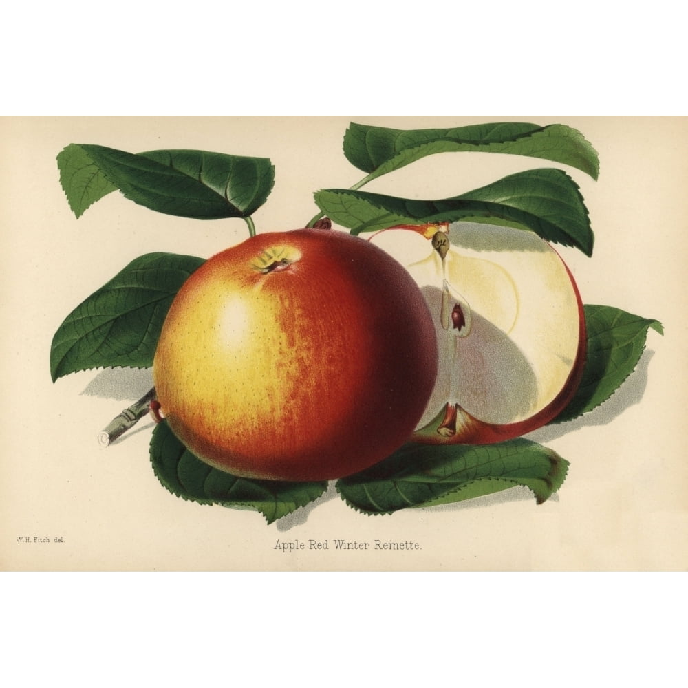 Red Winter Reinette Apple Variety, Malus Domestica~I~C~~~,History ...
