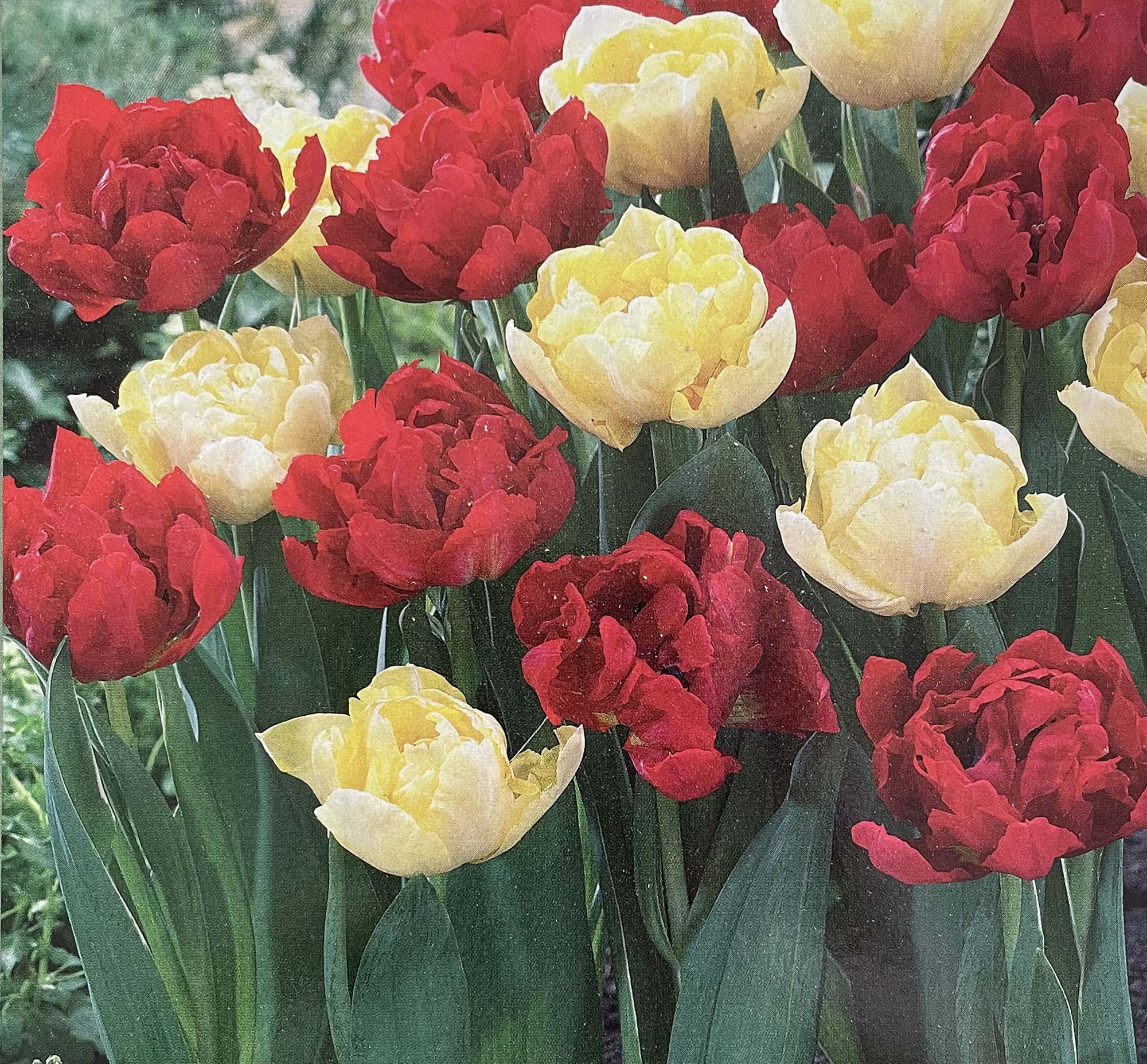 Red & Yellow Double Early Mix Tulip - 7 Bulbs - 12/+ cm Bulbs - Walmart.com