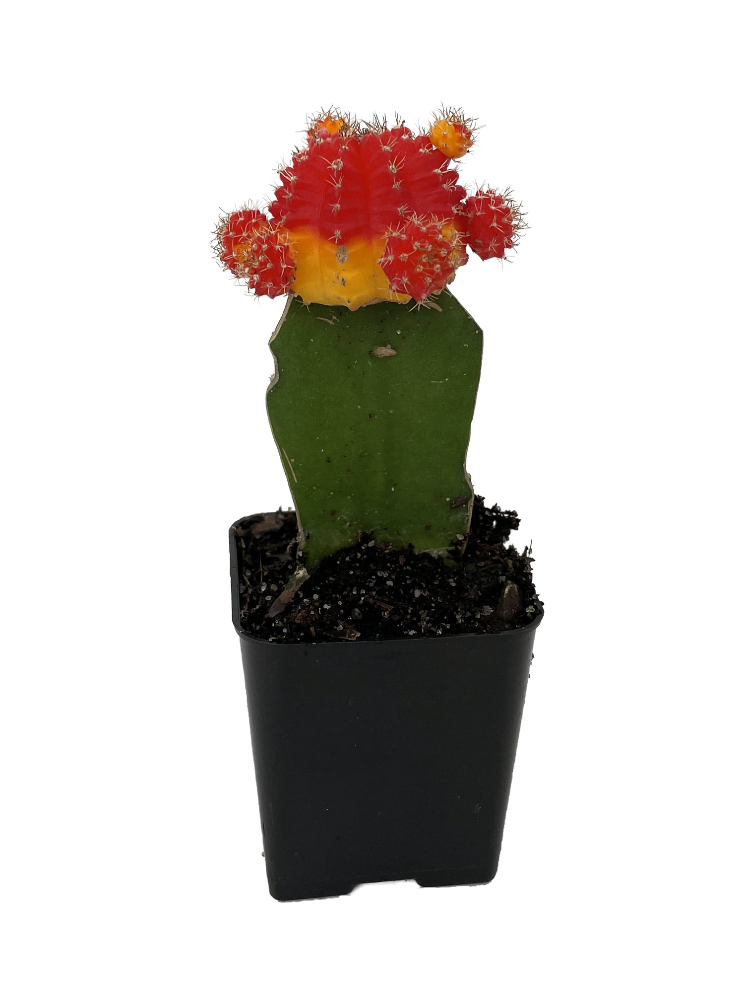 Red & Yellow Grafted Moon Cactus - 2.5" Pot - Walmart.com