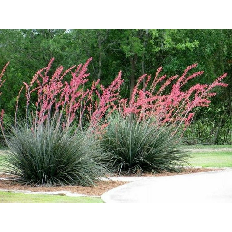 Red Yucca Plant Care Growing Red Yucca From Seeds | Sacred Plant Co