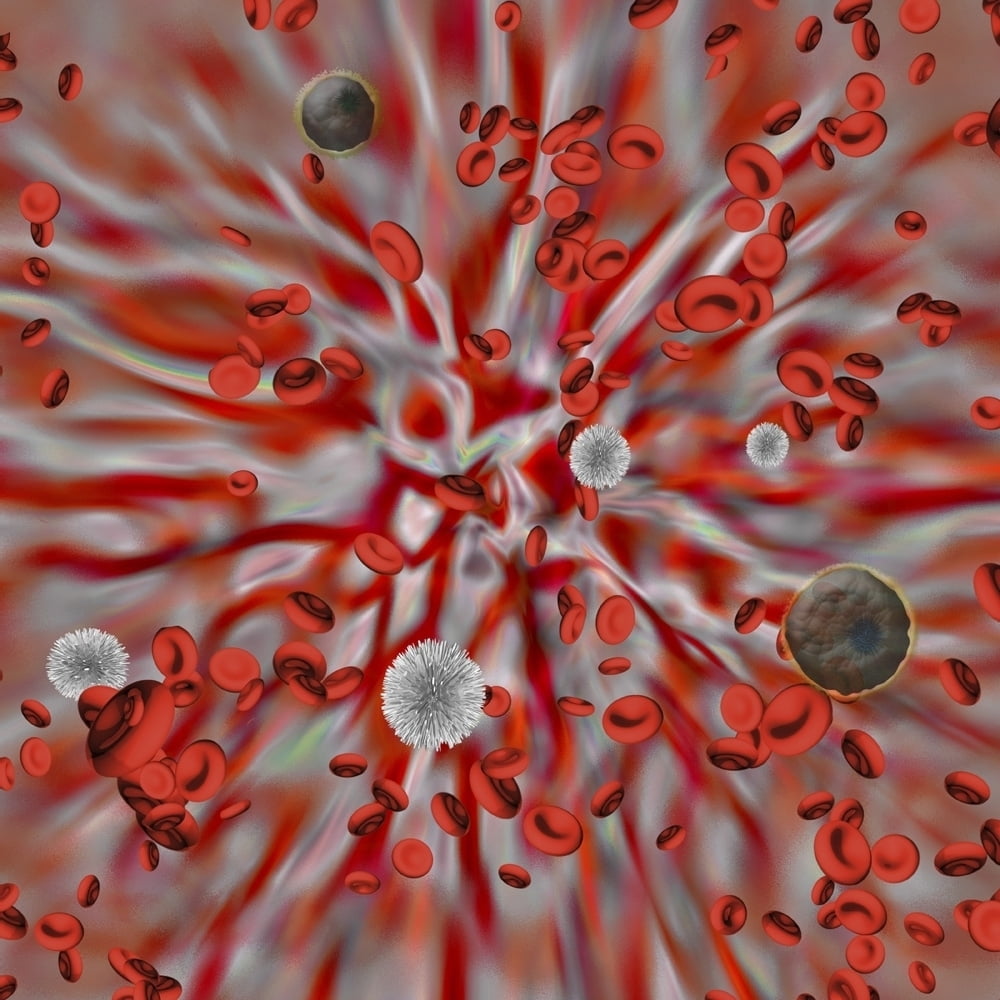 Red blood cells Poster Print by Bruce Rolff/Stocktrek Images - Walmart.com