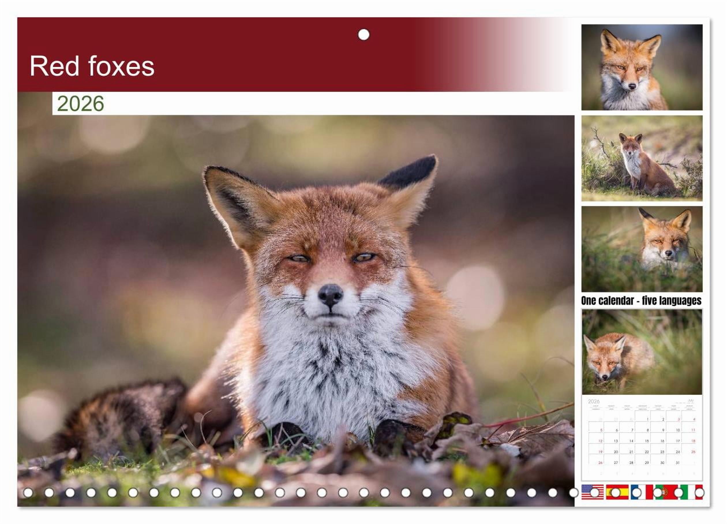 Red foxes (Monthly Wall Calendar 2026 11.7 x 16.5 (open)), CALVENDO 14 ...