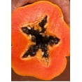 Red lady papaya tree (2-3 Feet Tall). DWARF, COLD HARDY. SHIP TO ALL ...