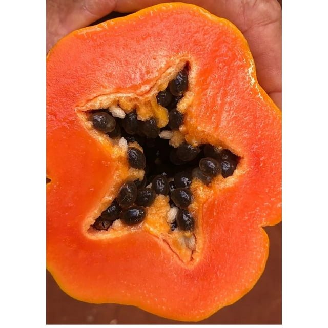 Red lady papaya tree (2-3 Feet Tall). DWARF, COLD HARDY. SHIP TO ALL ...