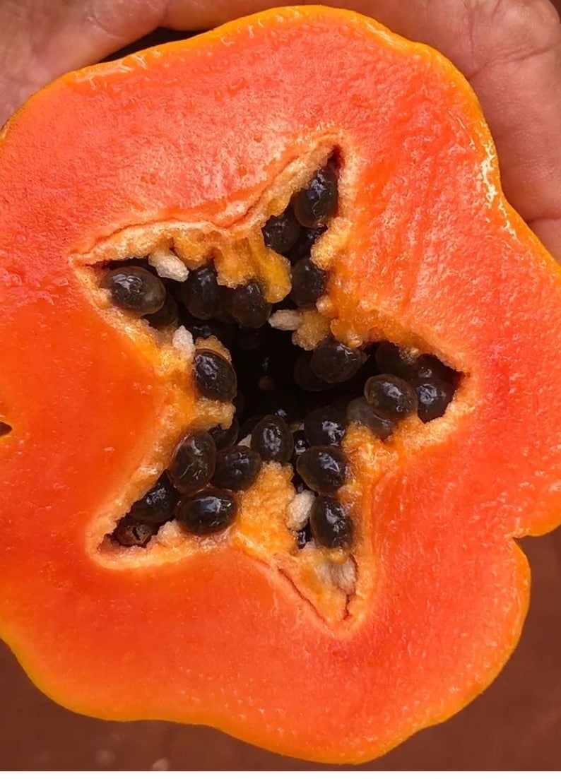 Dwarf Fruit Trees For Sale Red Lady Dwarf Papaya Live Plant – Fast ...