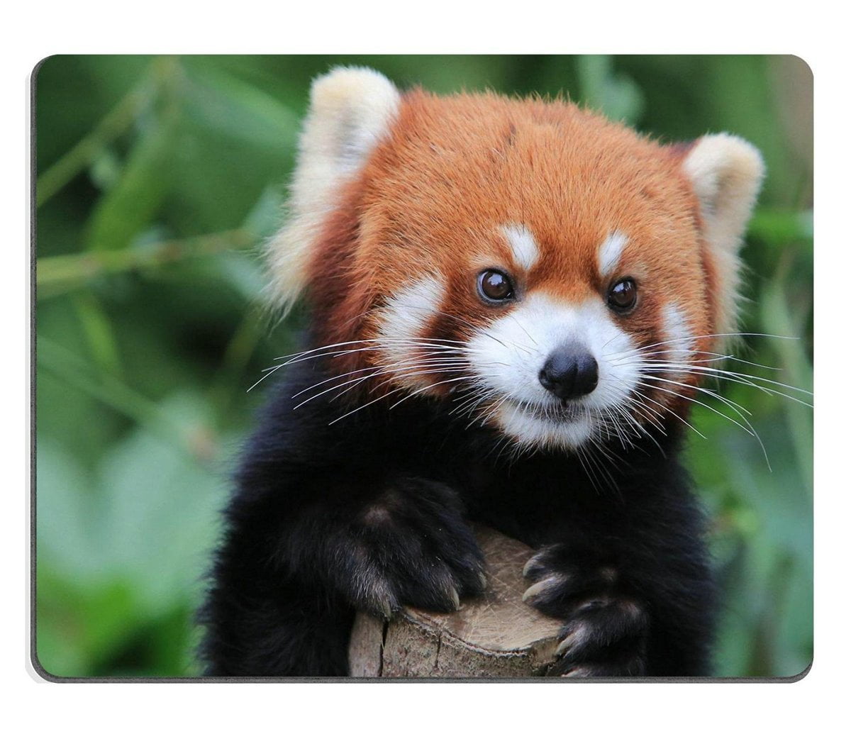 Red panda Mouse pads Gaming Mouse Pad 9.84x7.87 inches: PC Gaming ...