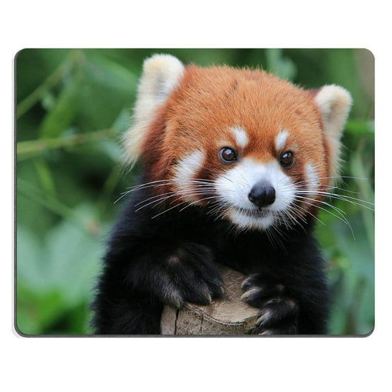 Red panda Mouse pads Gaming Mouse Pad 9.84x7.87 inches - Walmart.com