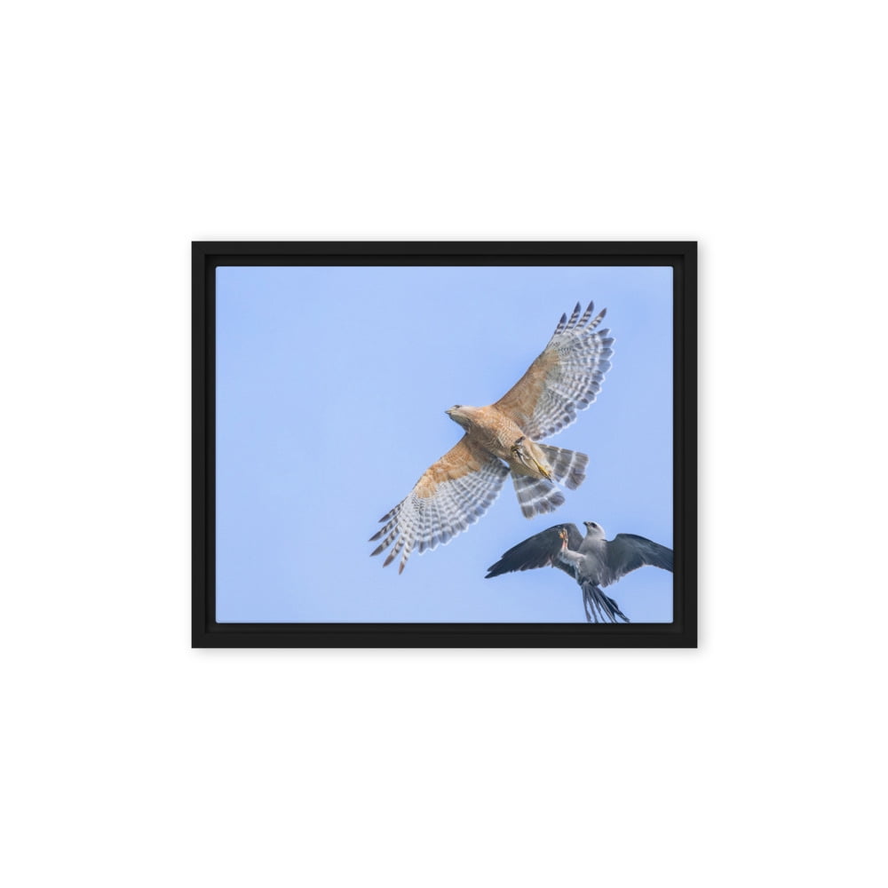 Red-shouldered hawk fighting with Mississippi kite - Framed canvas (11 ...