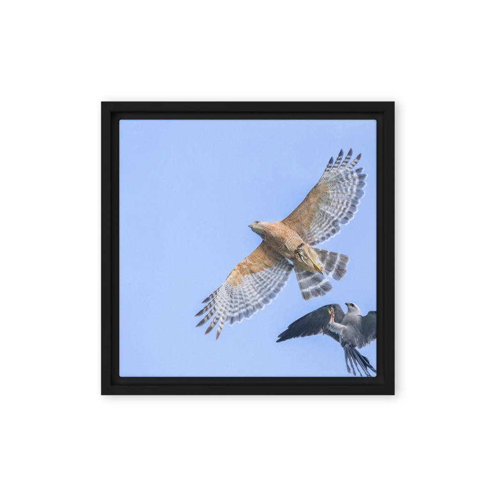 Red-shouldered hawk fighting with Mississippi kite - Framed canvas (12 ...