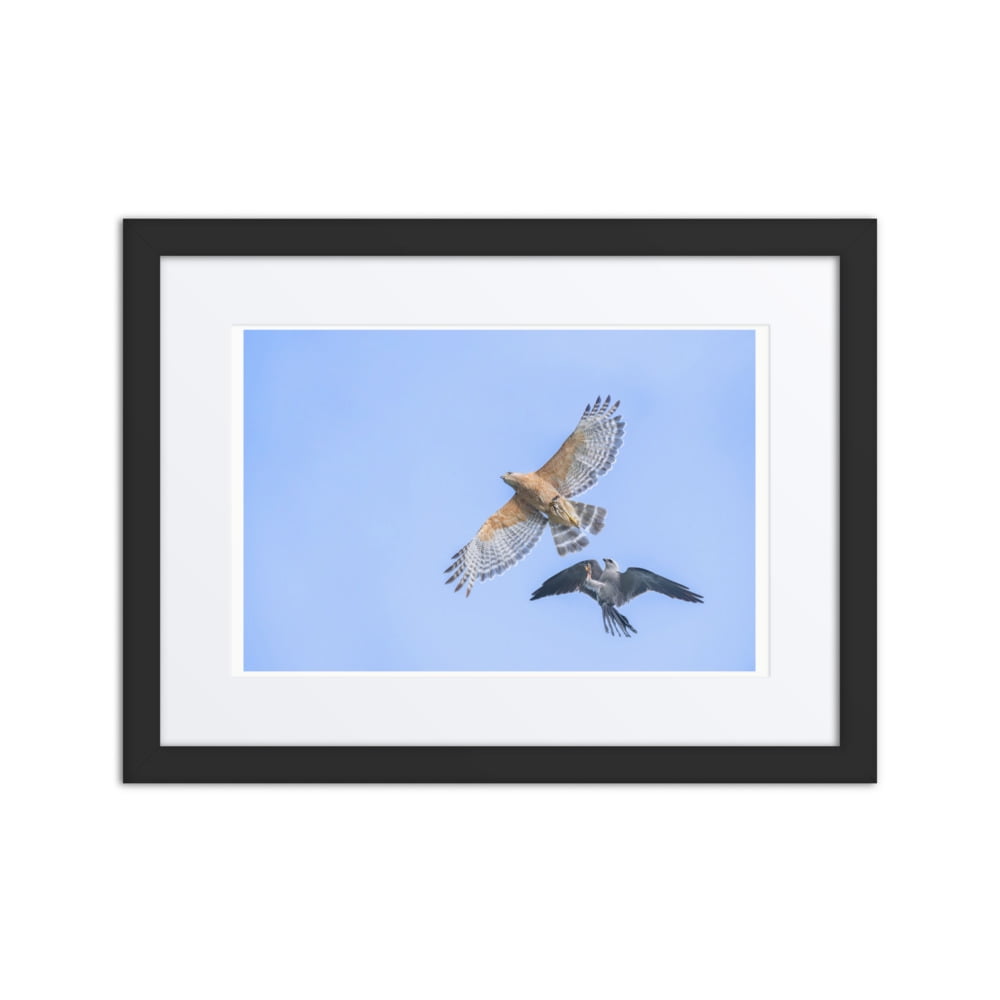 Red-shouldered hawk fighting with Mississippi kite - Framed poster (12 ...