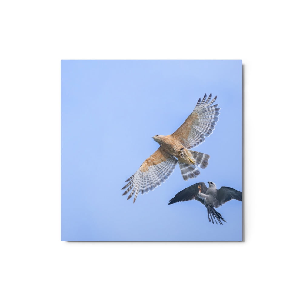 Red-shouldered hawk fighting with Mississippi kite - Metal prints (12″× ...