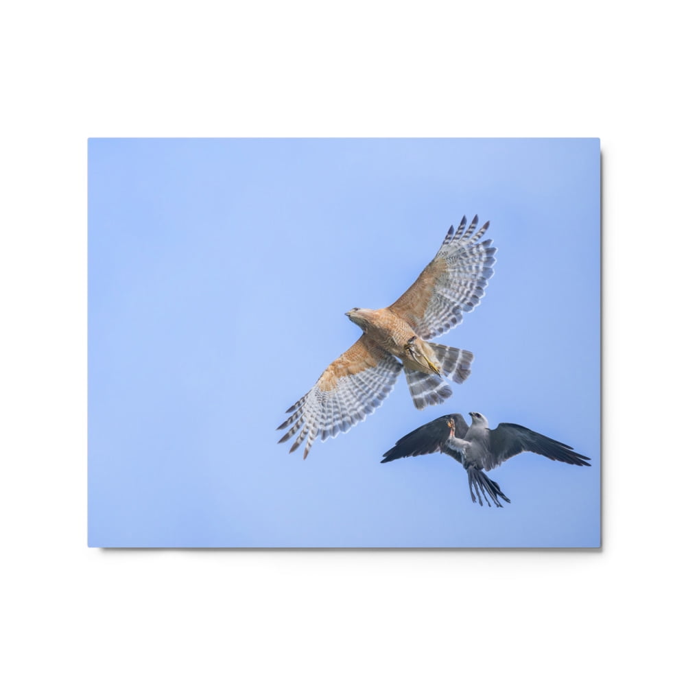 Red-shouldered hawk fighting with Mississippi kite - Metal prints (16″× ...