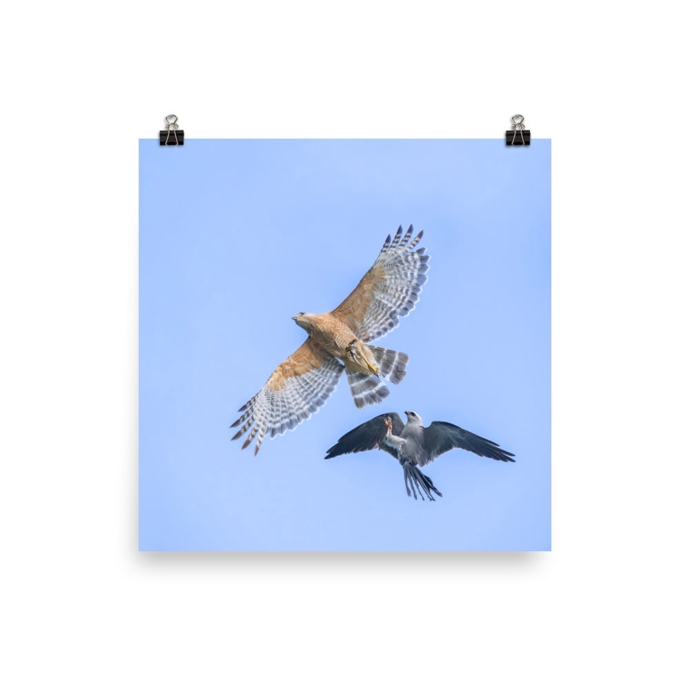Red-shouldered hawk fighting with Mississippi kite! Photo paper poster ...