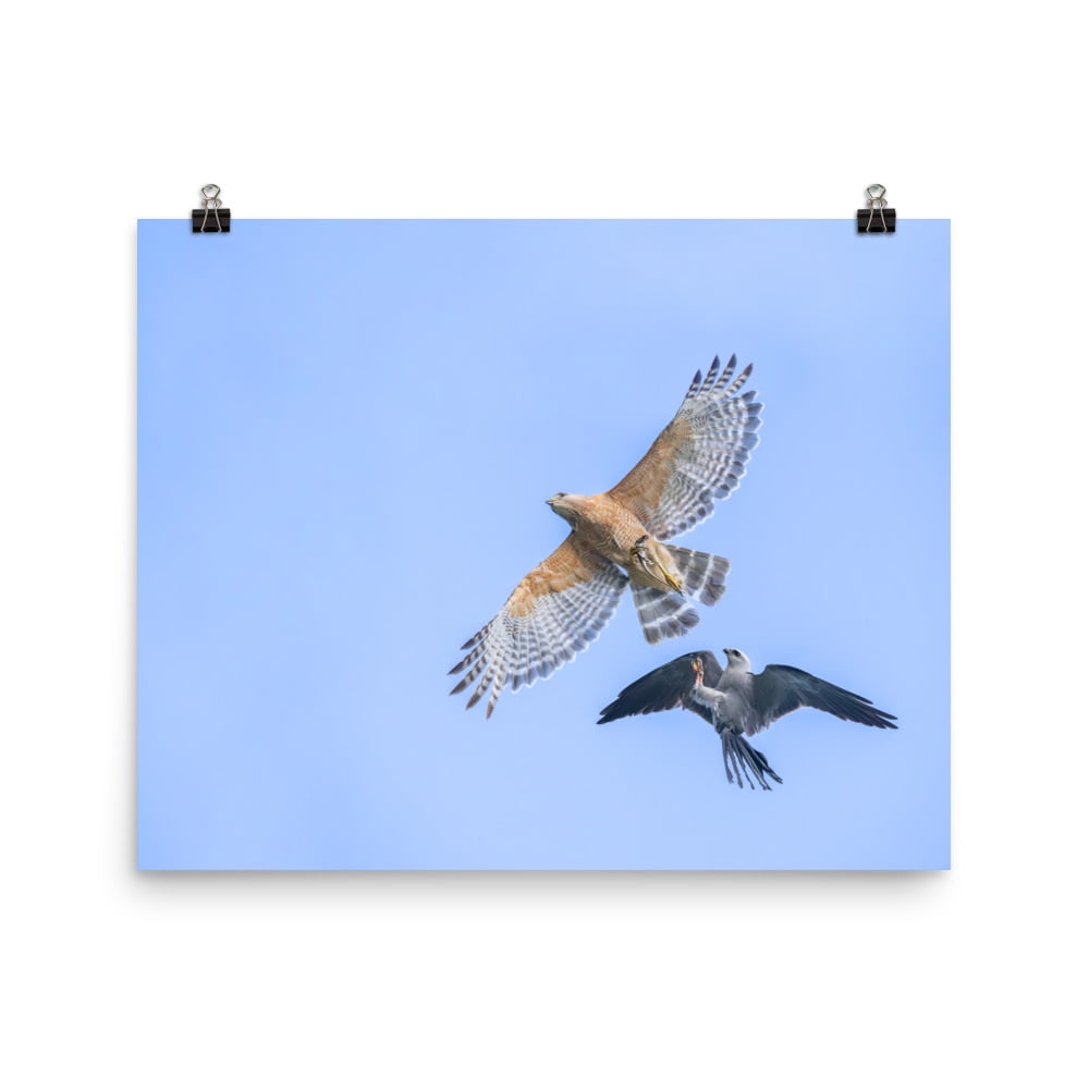 Red-shouldered hawk fighting with Mississippi kite! Photo paper poster ...