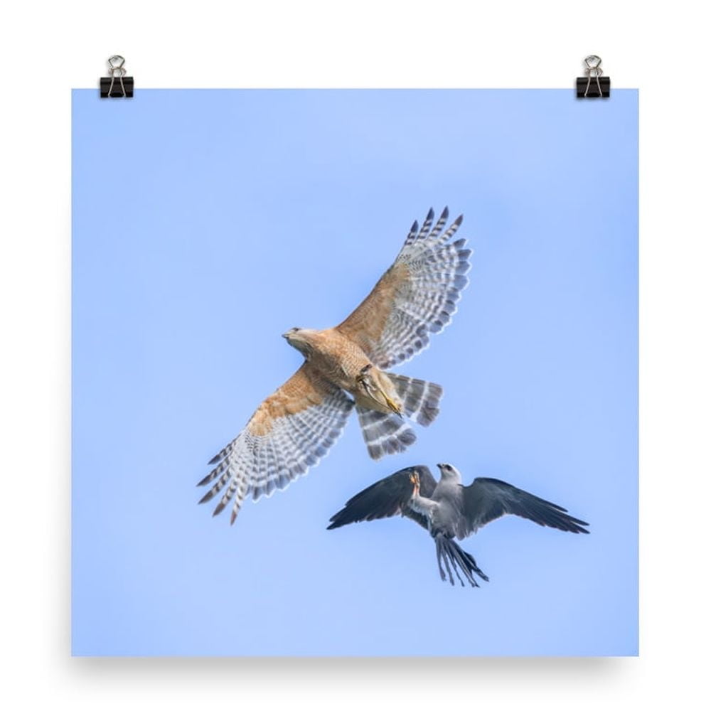Red-shouldered hawk fighting with Mississippi kite! Photo paper poster ...