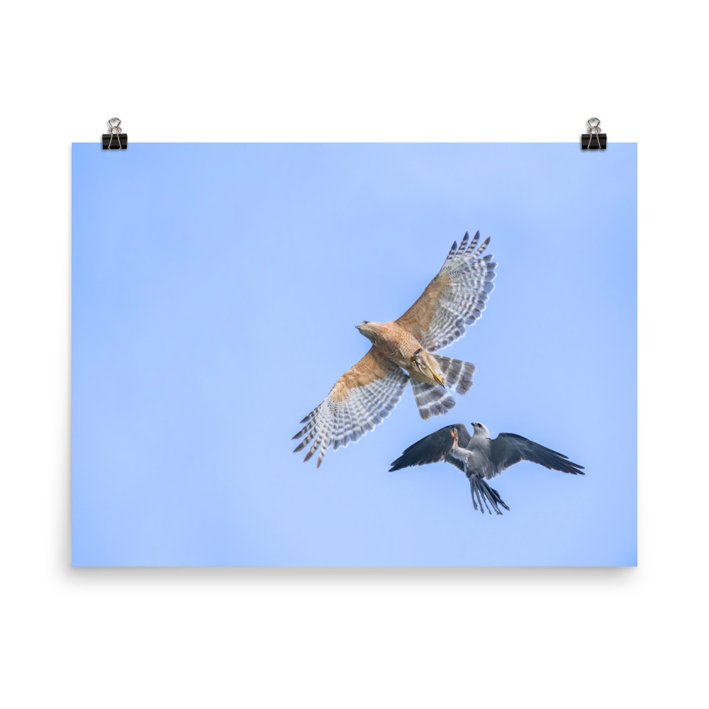 Red-shouldered hawk fighting with Mississippi kite! Photo paper poster ...