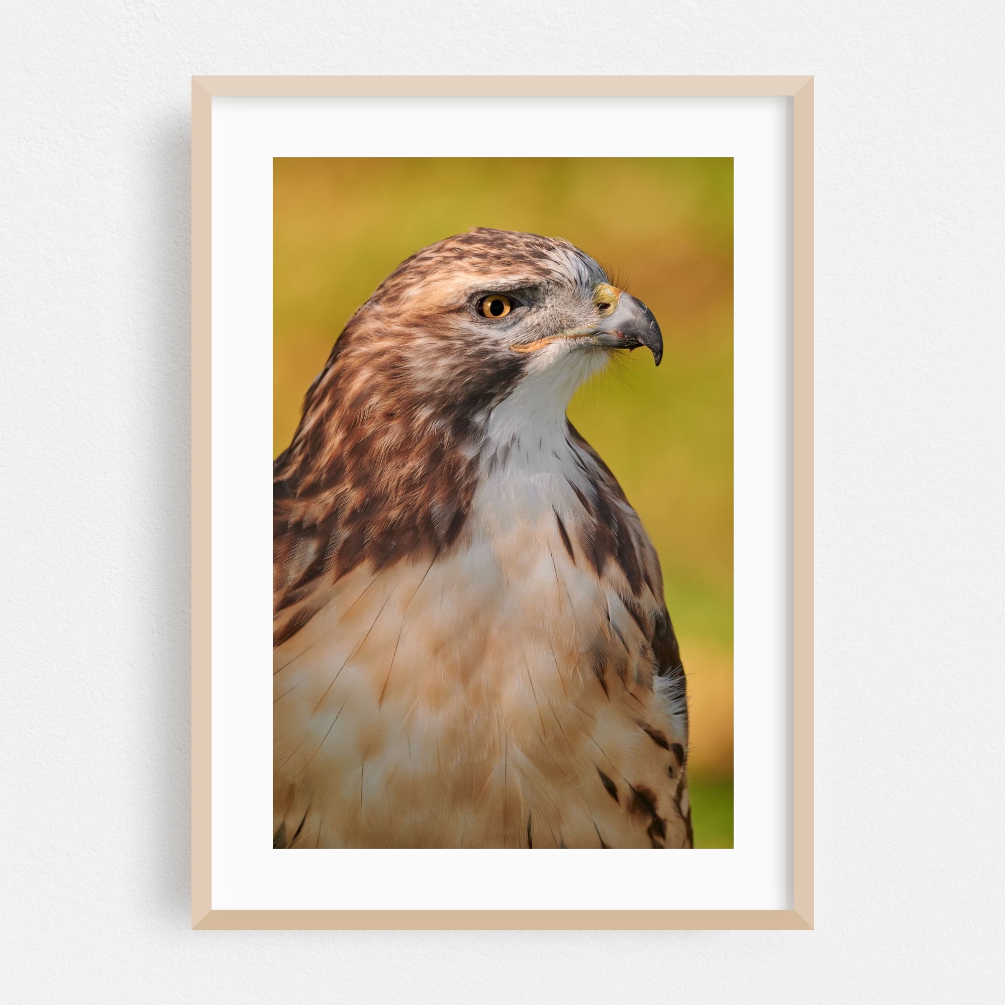 Red-tailed Hawk - Photography Bird Wildlife Nature Animal Portrait ...