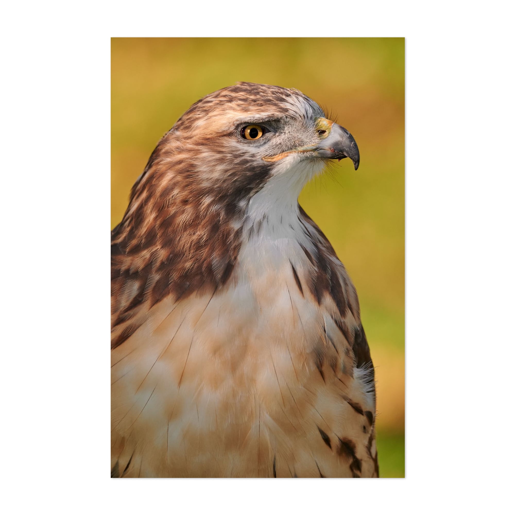 Red-tailed Hawk - Photography Bird Wildlife Nature Animal Portrait ...