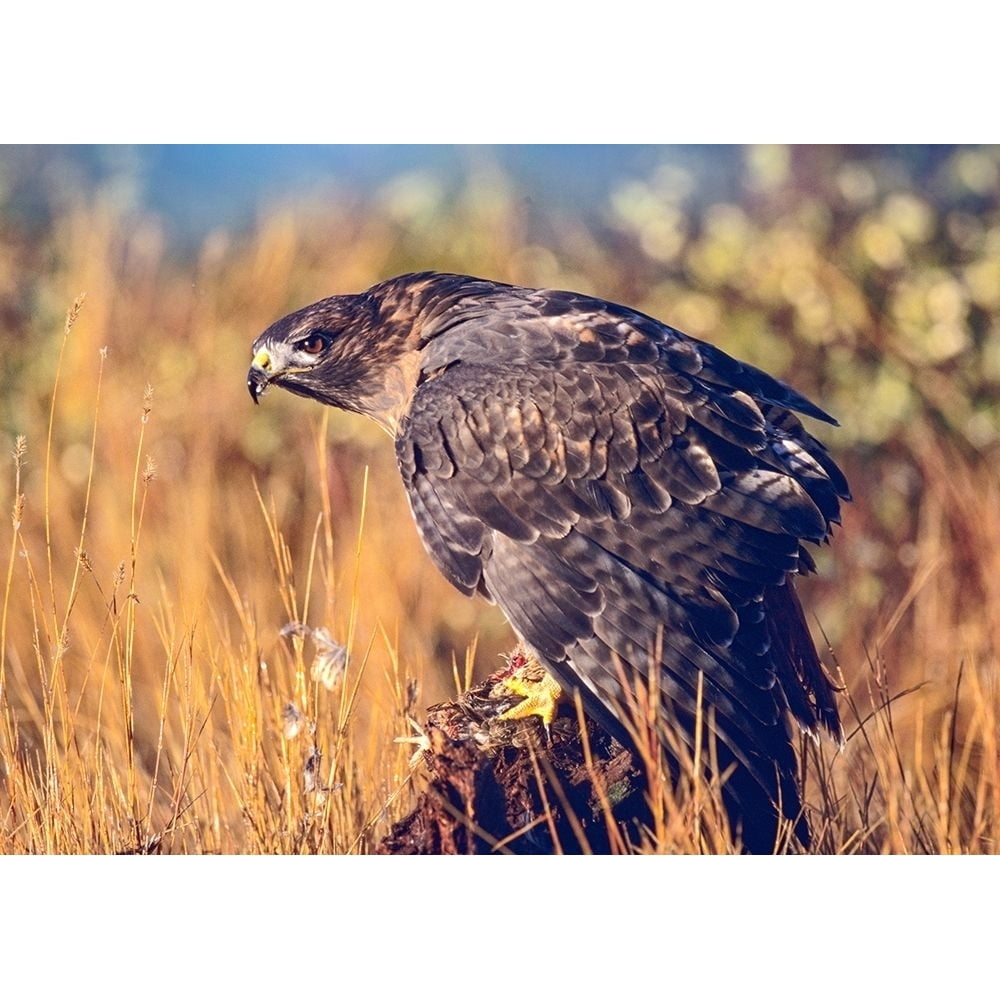 Red-tailed Hawk by Tim Fitzharris (24 x 36) - Walmart.com