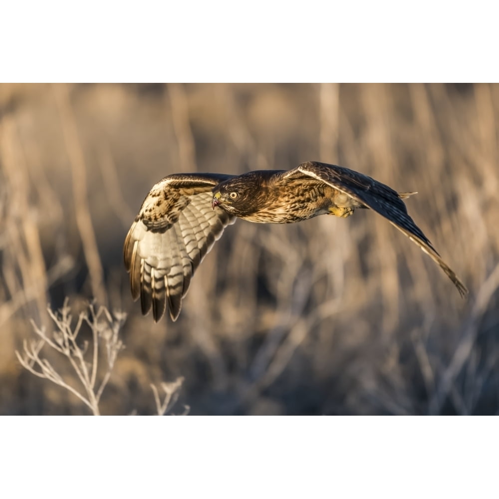 Red-tailed hawk in flight Klamath Basin National Wildlife Refuge ...