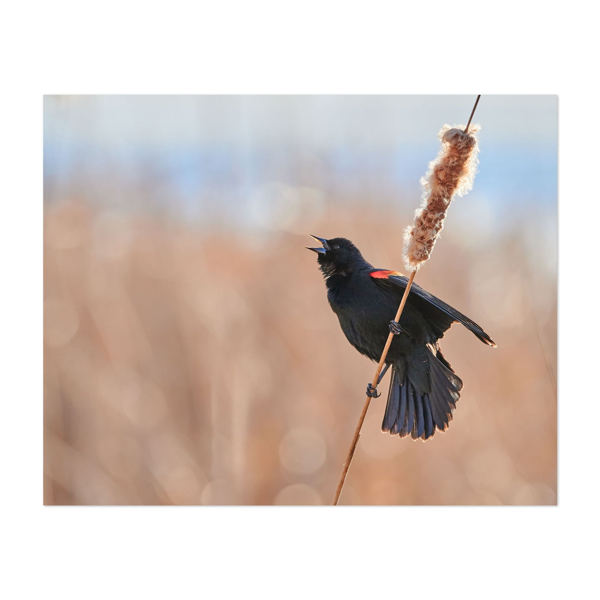 Red-winged Blackbird Calling - Photography Bird Wildlife Nature Animal ...