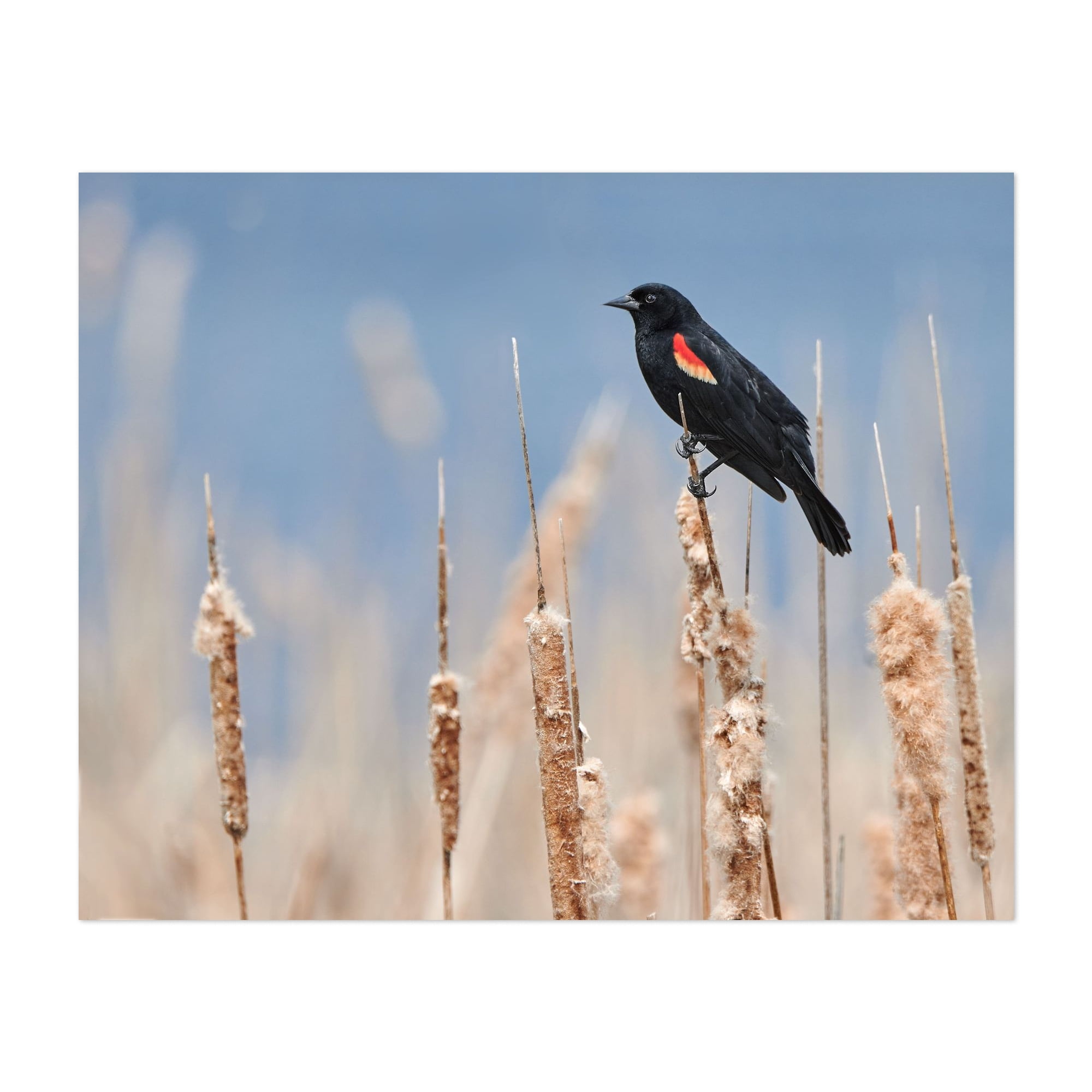 Red-winged Blackbird In Early Spring - Photography Bird Wildlife Nature ...