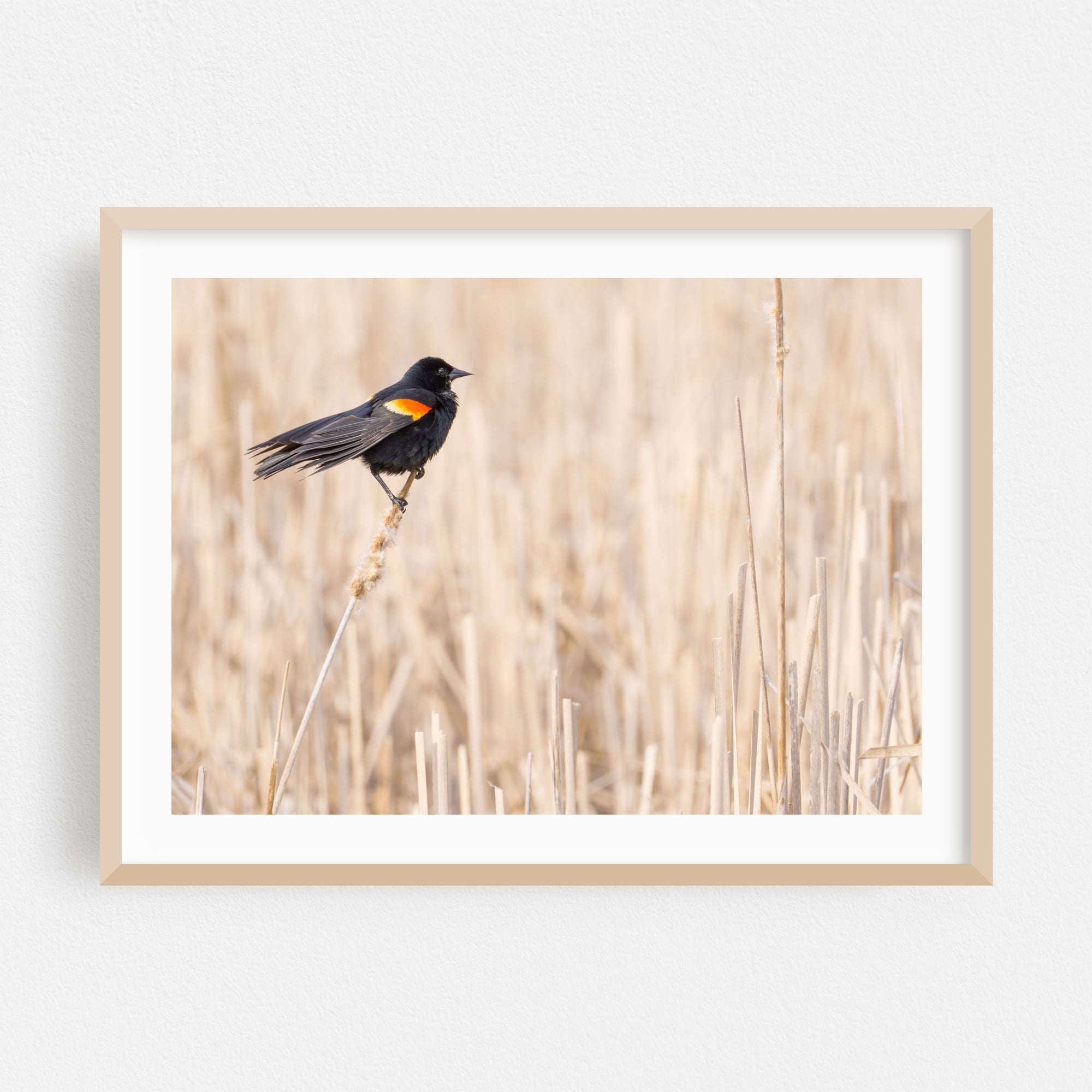 Red-winged blackbird in a Minnesota wetland - Photography Bird Wildlife ...
