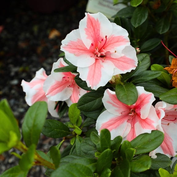 Encore Azalea 3 Gallon