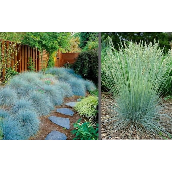 Clumping Bamboo Plants Patio Lawn Garden