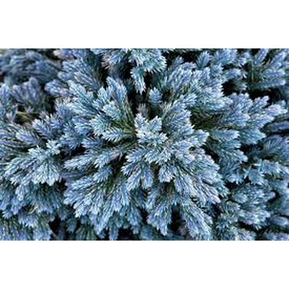 RedCrocus Blue Star Juniper - Juniperus squamata 'Blue Star' Live Plant ...