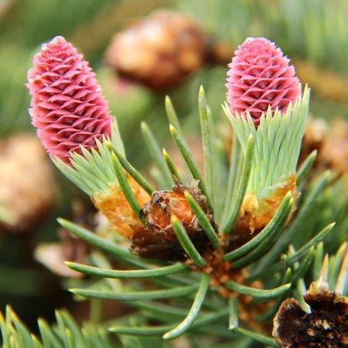 RedCrocus Blue Teardrop Spruce – Live Dwarf Picea pungens, Steel-Blue ...
