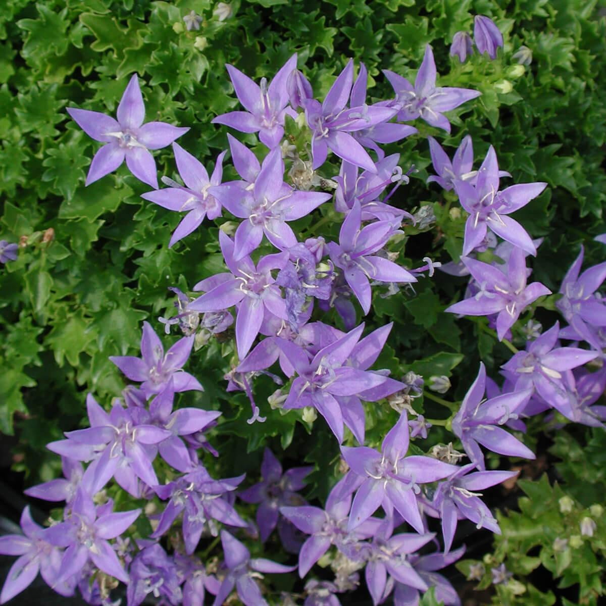 RedCrocus Blue Waterfall Serbian Bellflower, Campanula poscharskyana ...