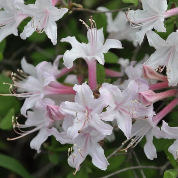 Dwarf Azaleas and Garden Shrubs for Outdoor Patio and Garden