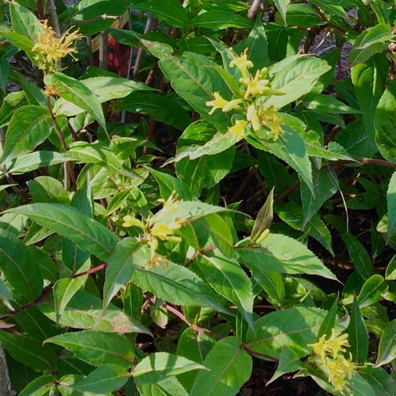 Shop Honeysuckle Bushes for Your Patio and Garden Decorations