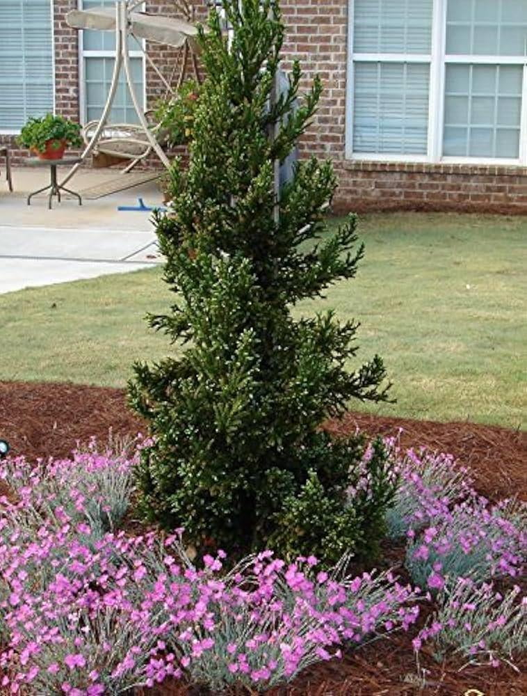 RedCrocus Cryptomeria japonica 'Black Dragon' Japanese Cedar Live Plant ...