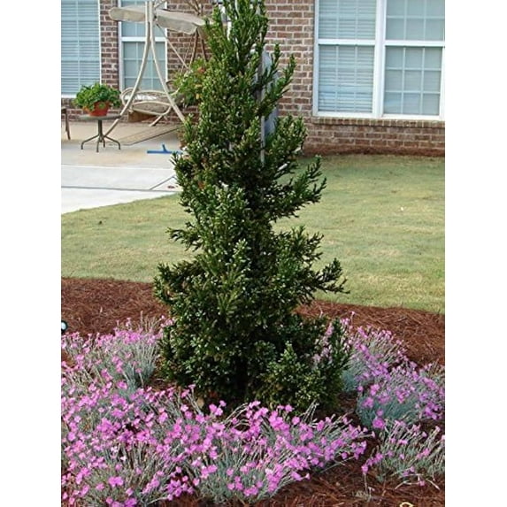 RedCrocus Cryptomeria japonica 'Black Dragon' Japanese Cedar Live Plant ...